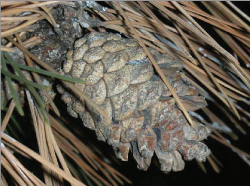 Diplodia Tip Blight of Two-Needle Pines