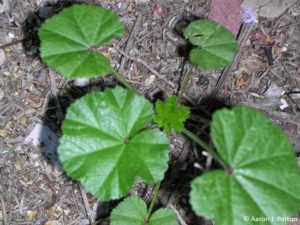Spotlight on Weeds: Common Mallow (Malva neglecta)