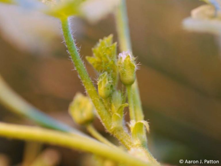 Spotlight on Weeds: Common Mallow (Malva neglecta)