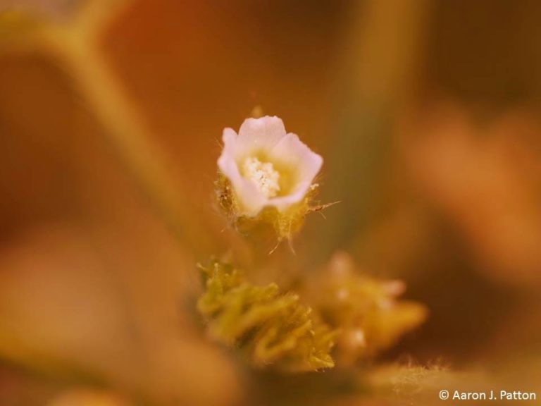 Spotlight on Weeds: Common Mallow (Malva neglecta)