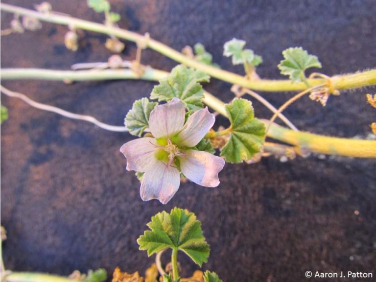 Spotlight on Weeds: Common Mallow (Malva neglecta)