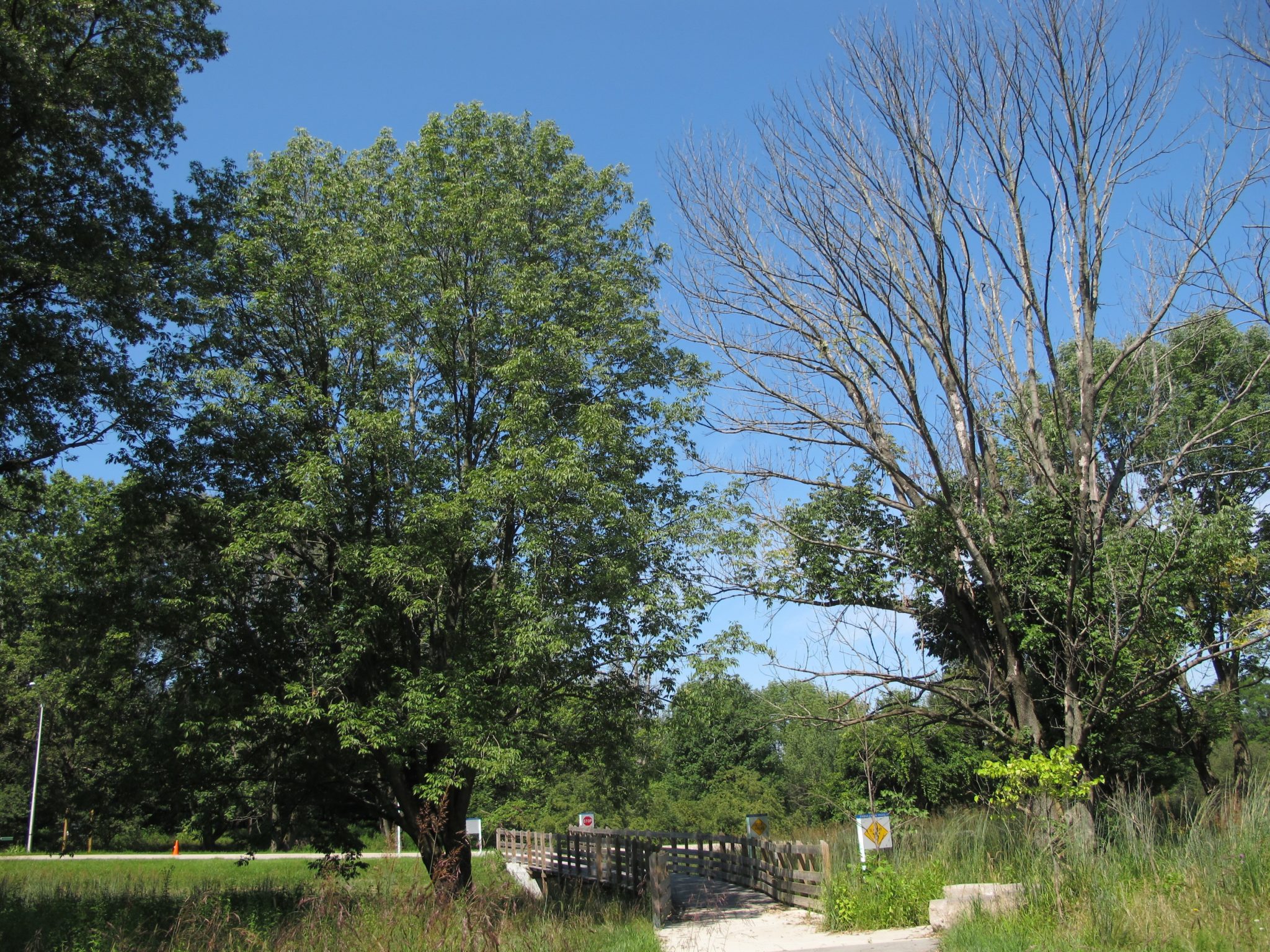 Managing Emerald Ash Borer During the Covid-19 Pandemic… - Purdue ...
