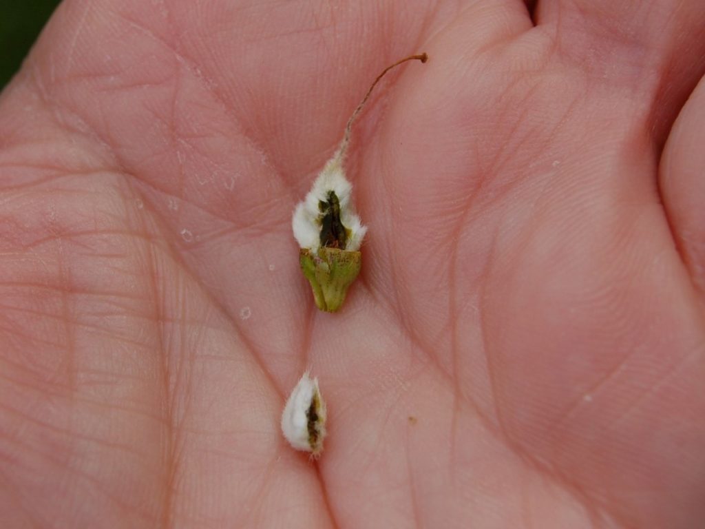 Assessing Freeze Injury on Horticultural Plants