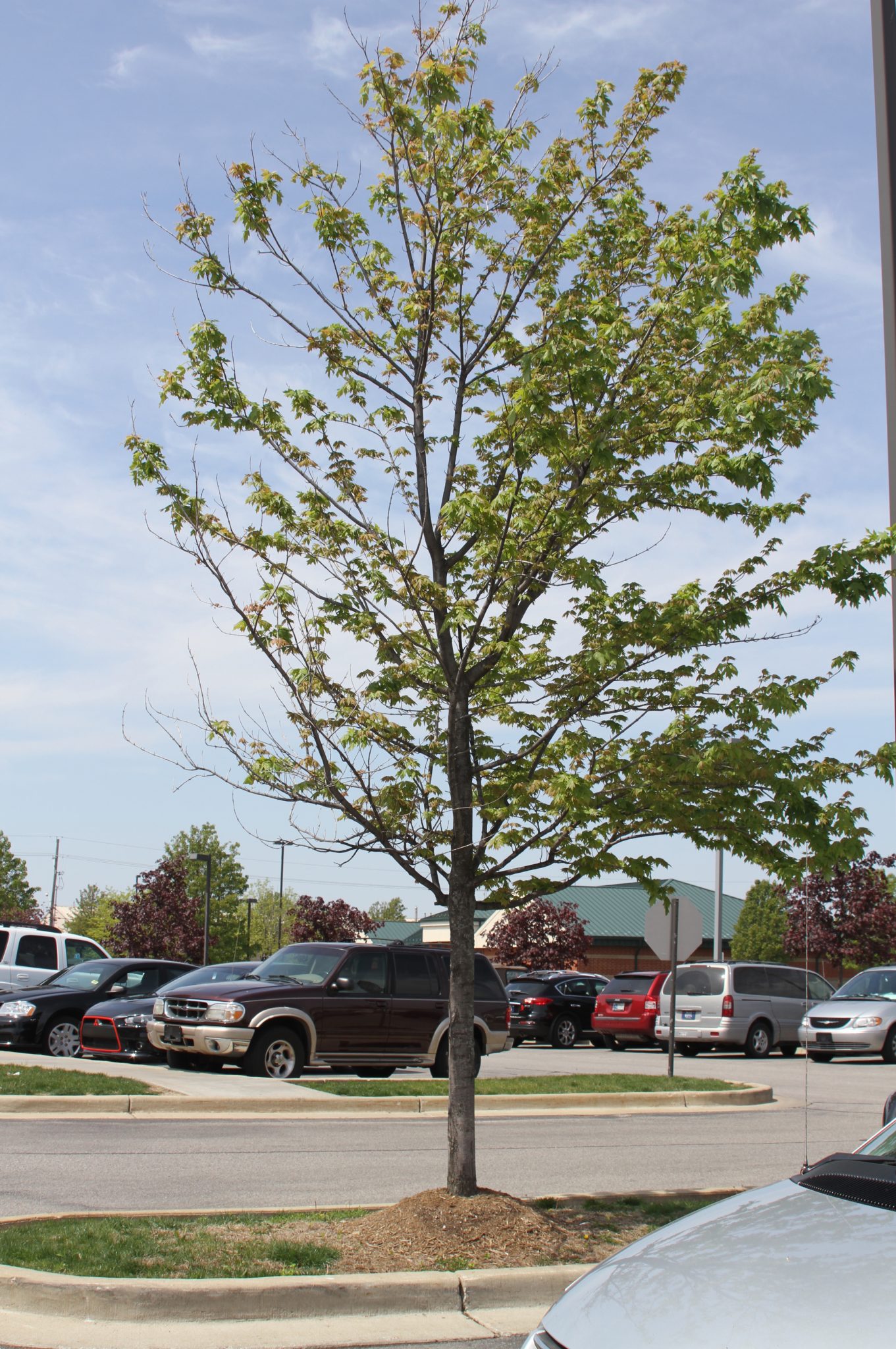 Oystershell scale may be killing tree and shrub branches in urban tree ...