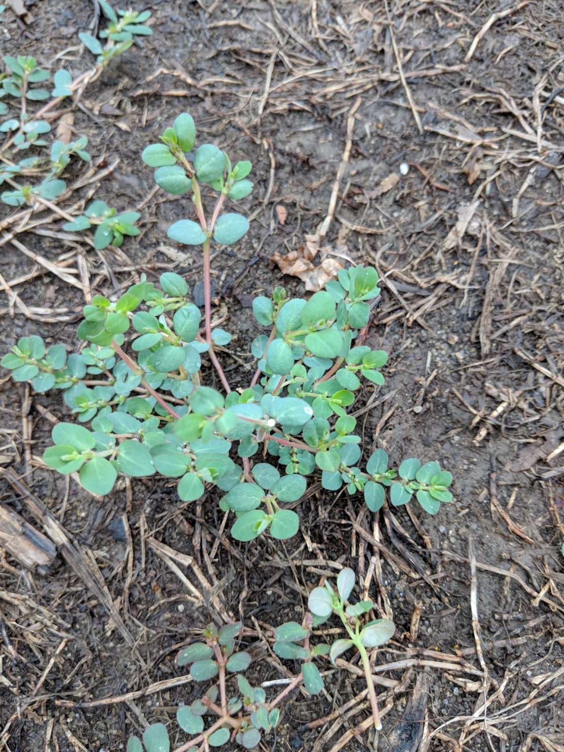 Spotlight on Weeds: Prostrate Spurge (Euphorbia humistrata)