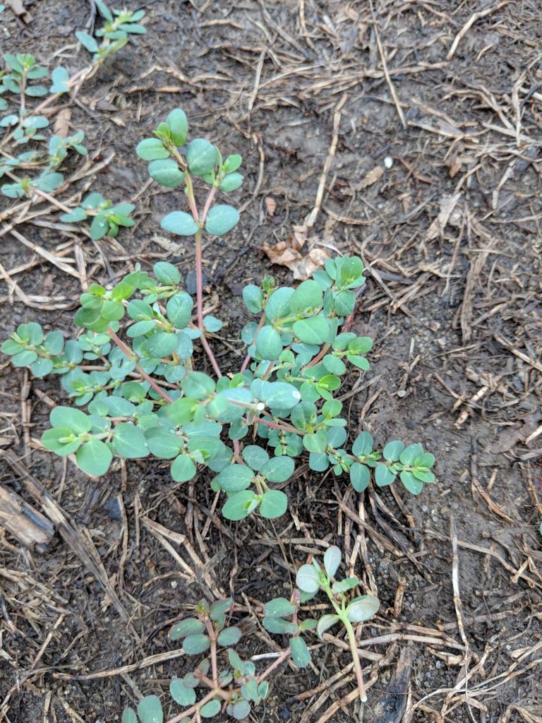 Spotlight on Weeds: Prostrate Spurge (Euphorbia humistrata)