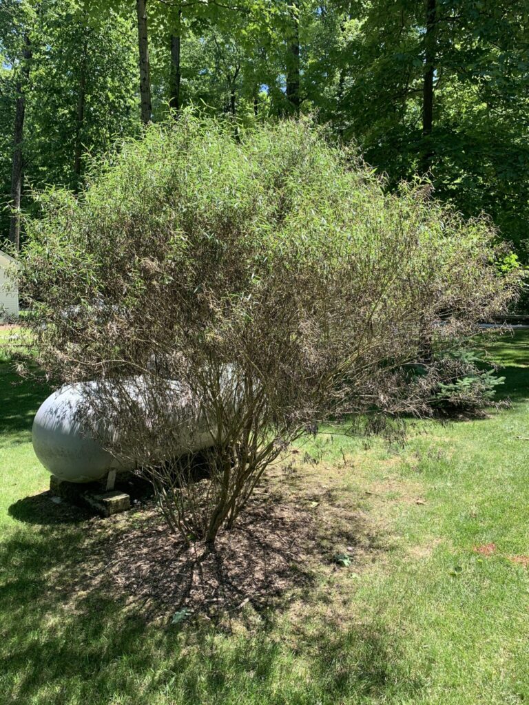 Black Canker of Willow