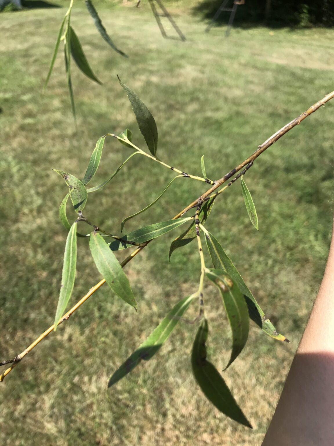 Black Canker of Willow