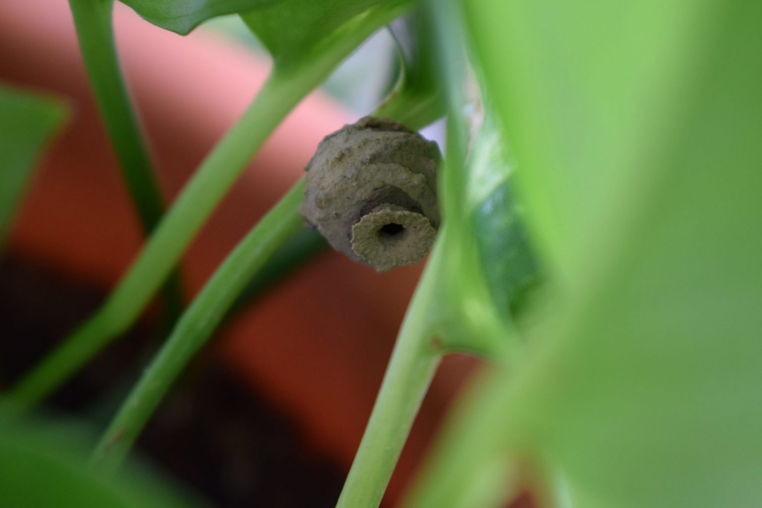What’s a tiny “pot” doing on that plant?