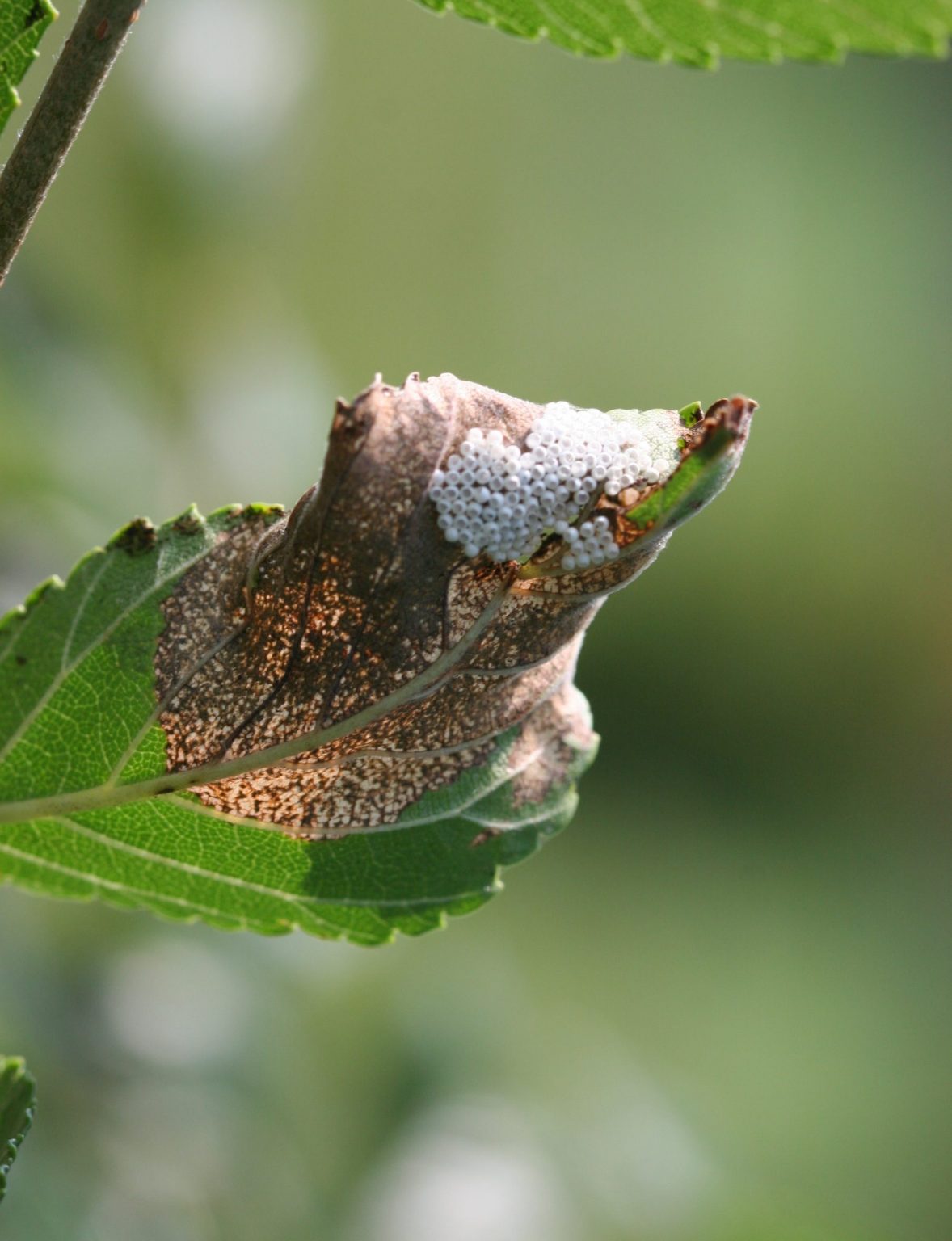 Safe Caterpillar Control - Purdue Landscape Report