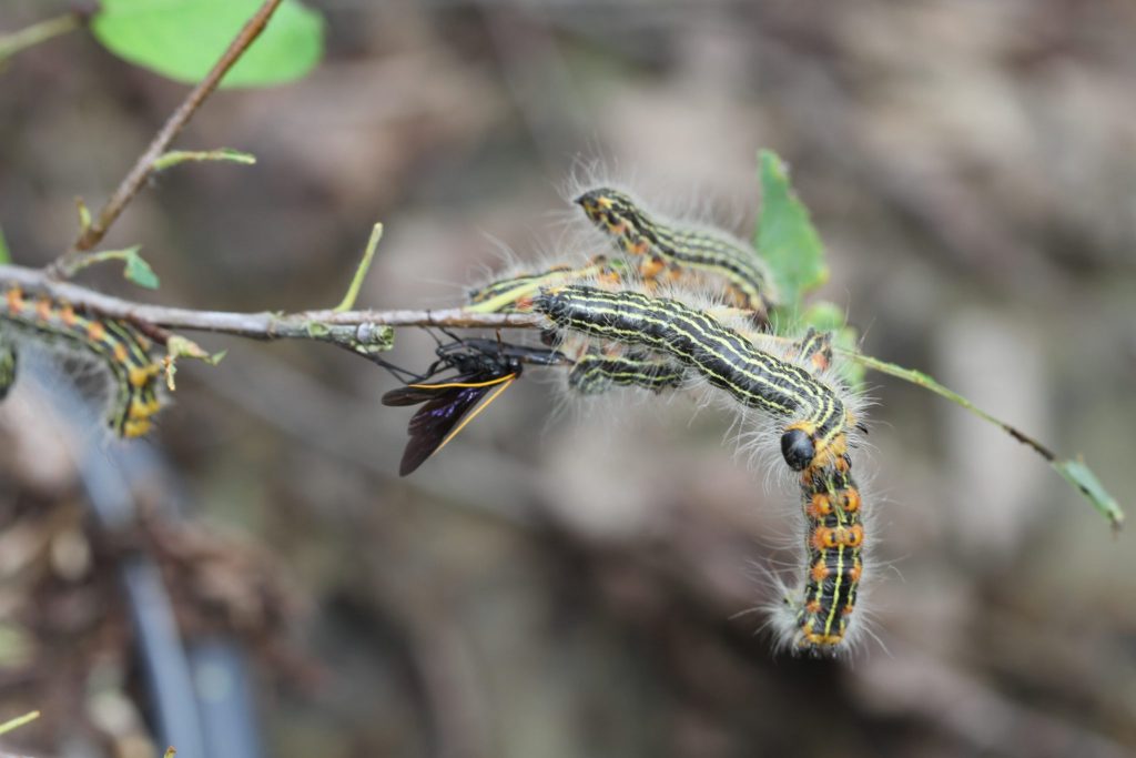 Safe Caterpillar Control - Purdue Landscape Report