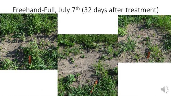 Single or Split Application of Preemergence Herbicides: Controlling ...