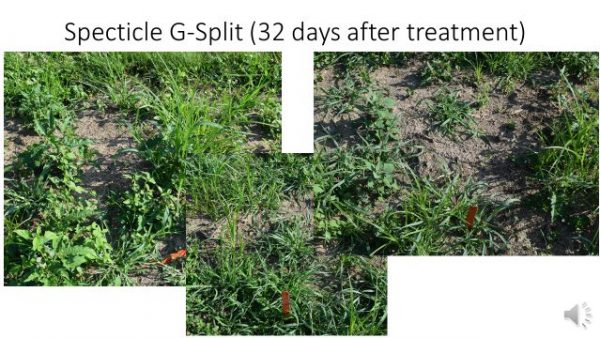 Single or Split Application of Preemergence Herbicides: Controlling ...