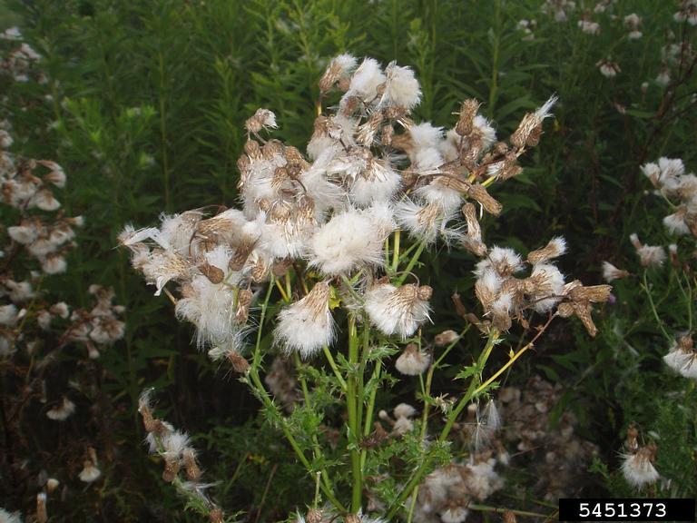 Understanding and Controlling Thistle in the Nursery and Landscape