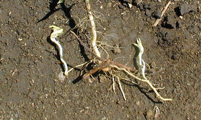 Understanding and Controlling Thistle in the Nursery and Landscape