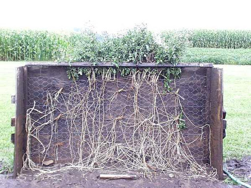 Understanding and Controlling Thistle in the Nursery and Landscape