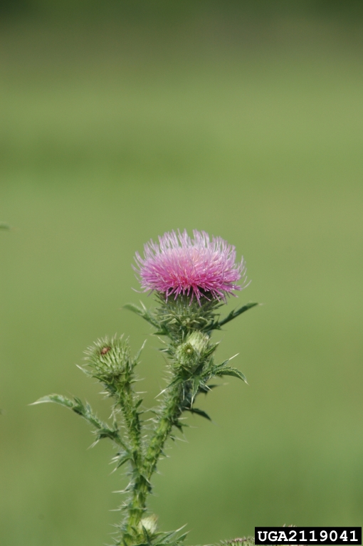 Understanding and Controlling Thistle in the Nursery and Landscape