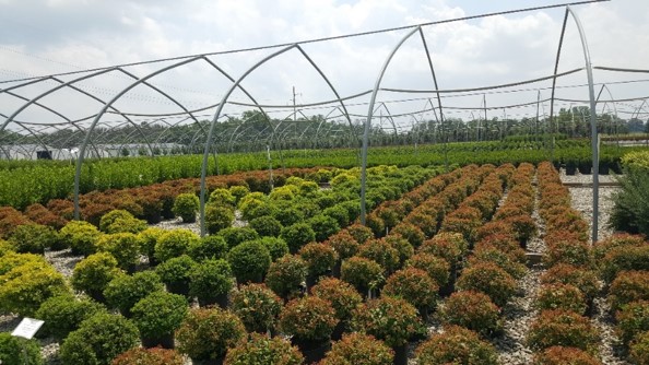 Selecting High Quality Plants