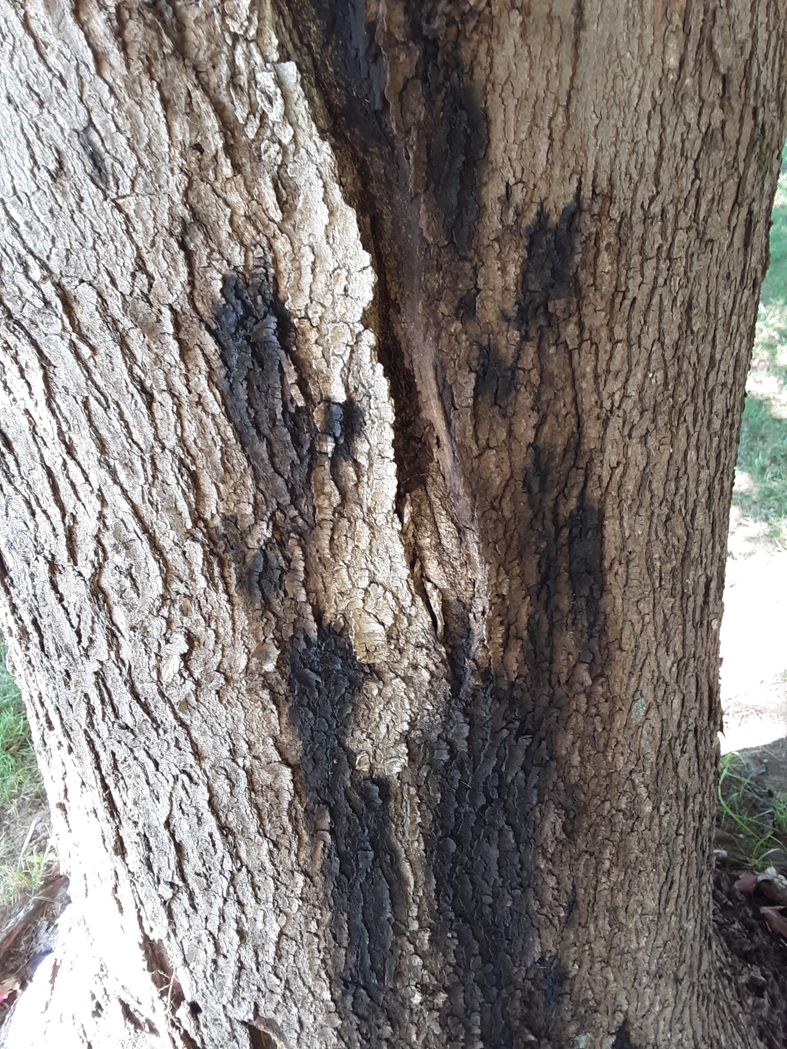 Purdue Landscape Report ARBOR DOCTOR LLC