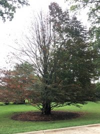 Phytophthora Bleeding Canker - Purdue Landscape Report