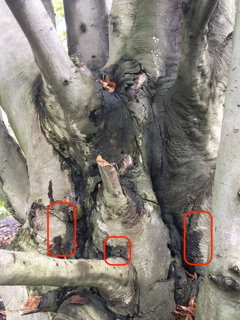 Phytophthora Bleeding Canker - Purdue Landscape Report