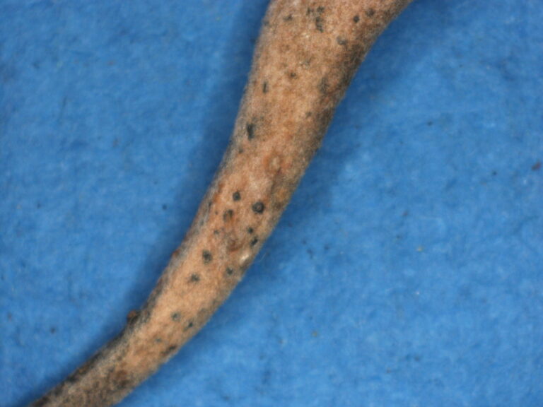 Tubakia and Bur Oak Blight