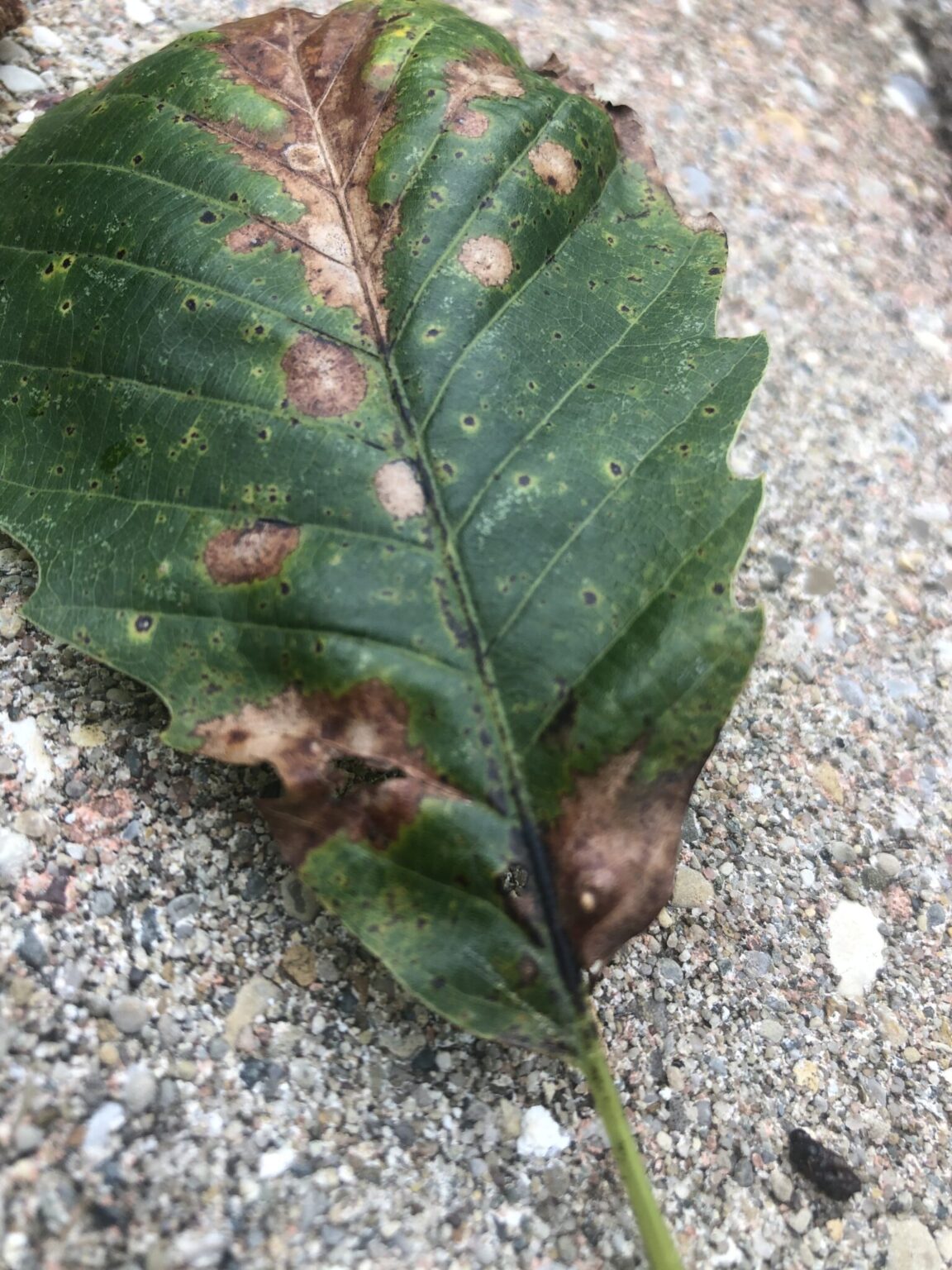 Tubakia and Bur Oak Blight