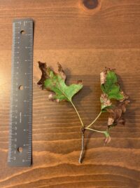 Tubakia and Bur Oak Blight