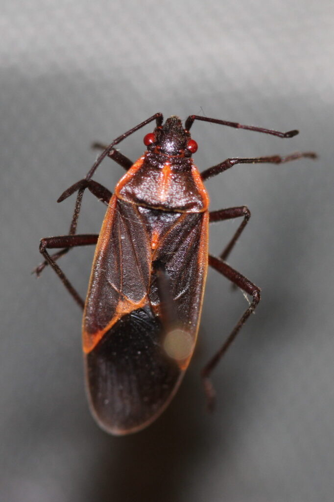 Don’t Let Insect Intruders Get the Best of You This Winter