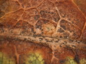 Tubakia and Bur Oak Blight