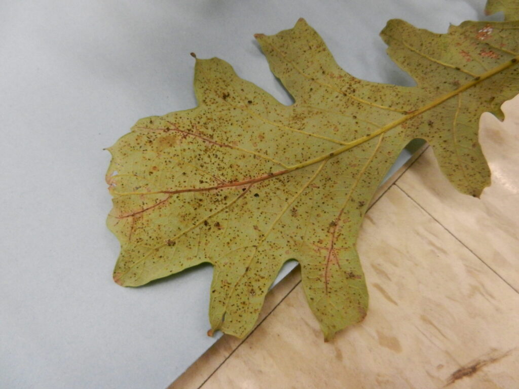 Tubakia and Bur Oak Blight