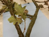 Tubakia and Bur Oak Blight