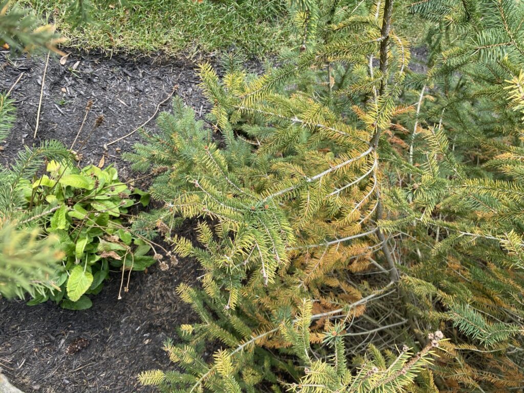 Phomopsis Dieback of Spruce