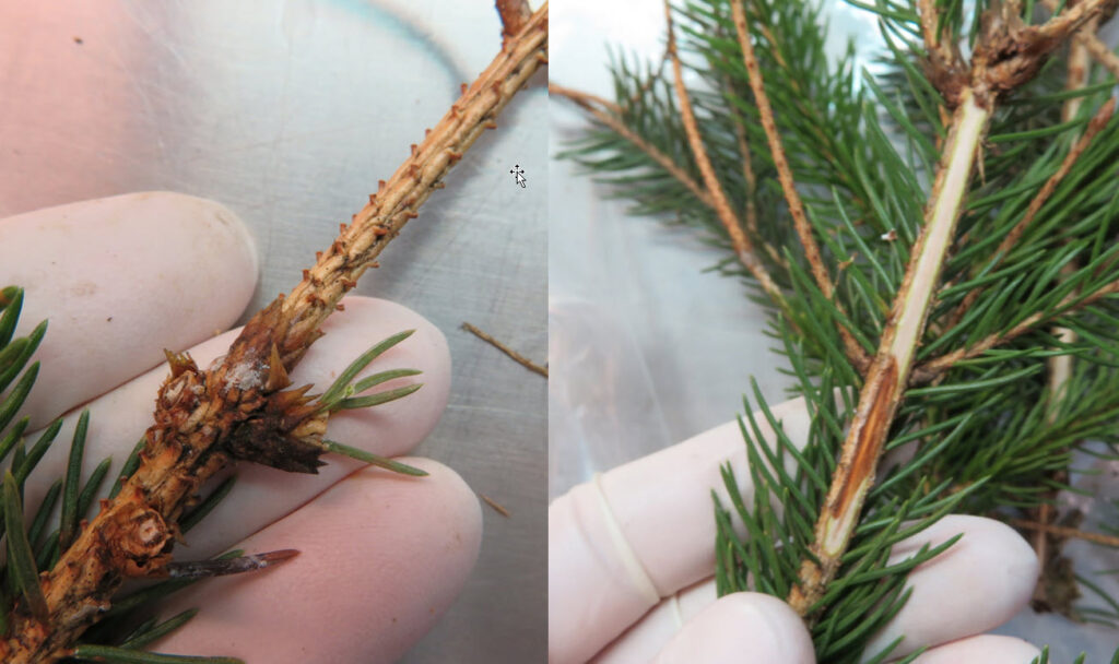 Phomopsis Dieback of Spruce