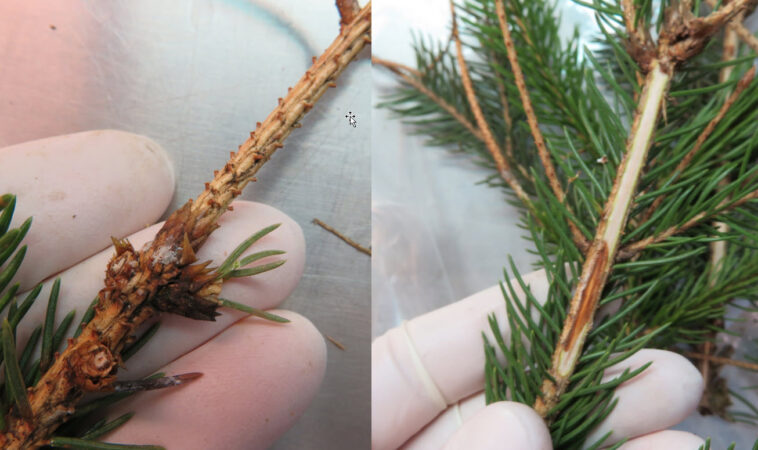 Phomopsis Dieback of Spruce