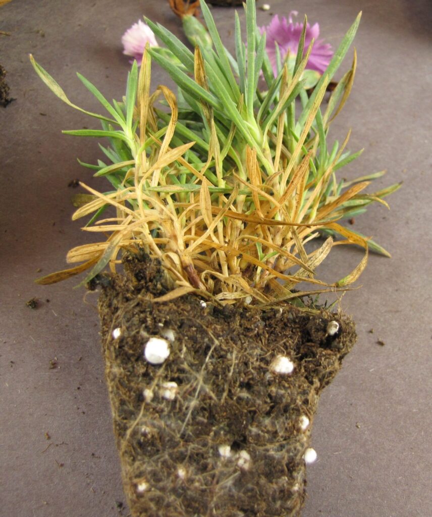 Dianthus Anthracnose