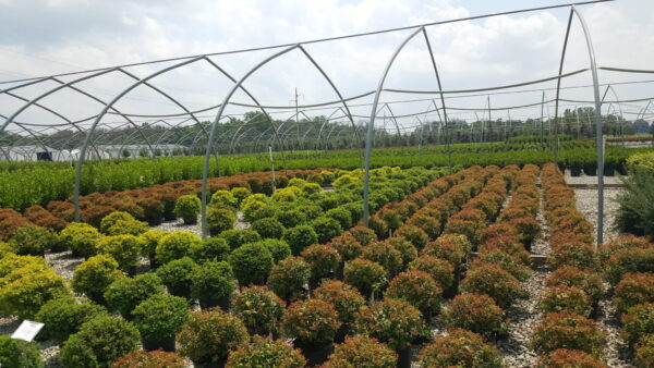 Green Industry Experiencing Reduced Plant Availability