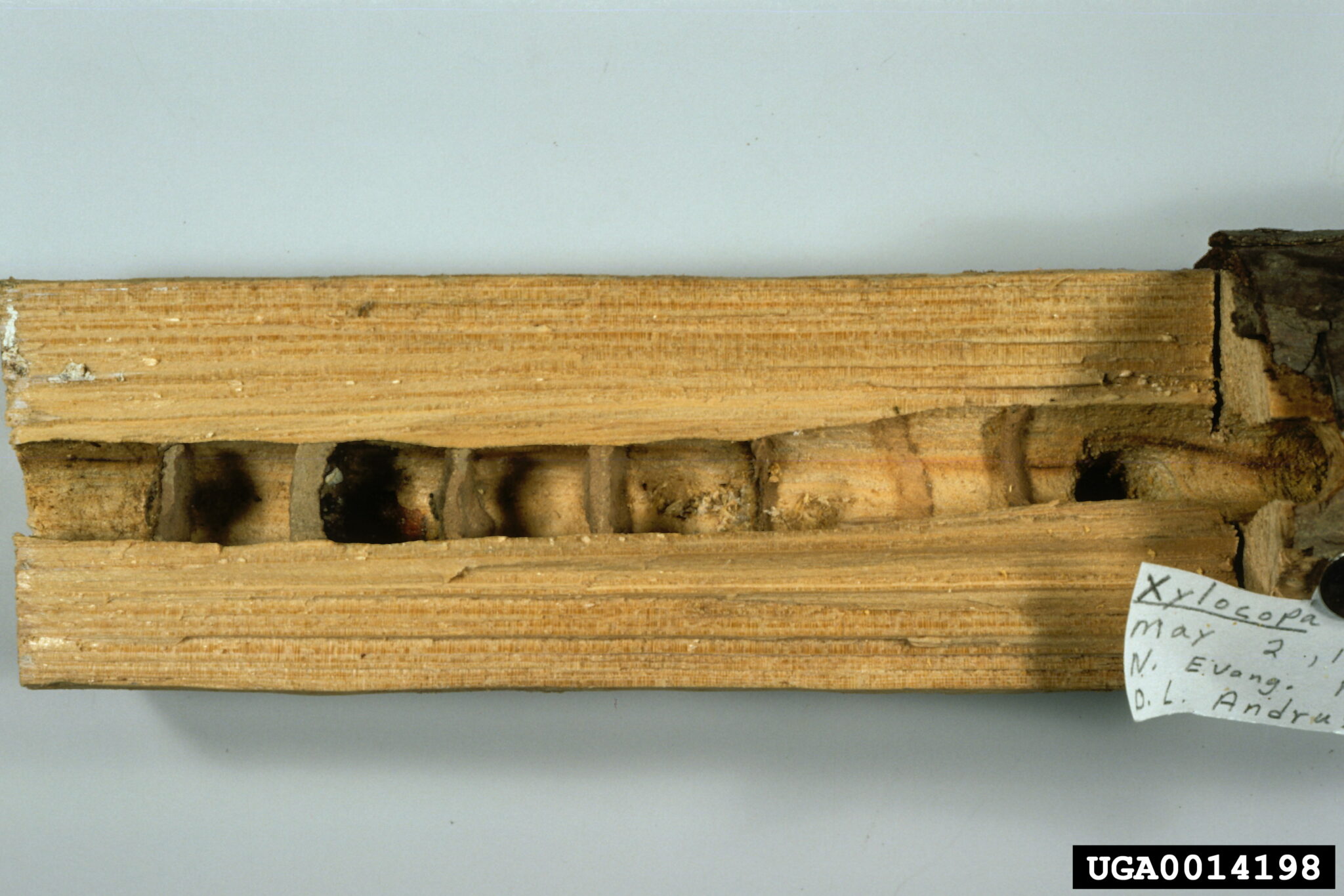 Carpenter bees: What’s that buzzing around your porch? - Purdue ...