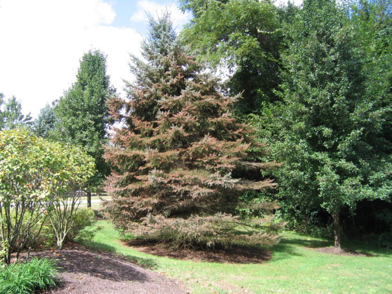 Foliar Fungal Disease Management - Purdue Landscape Report