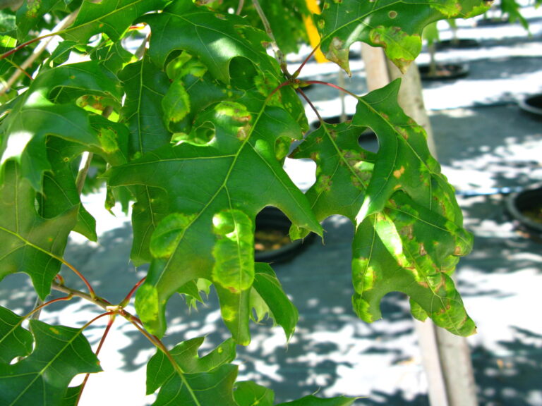 Foliar Fungal Disease Management - Purdue Landscape Report
