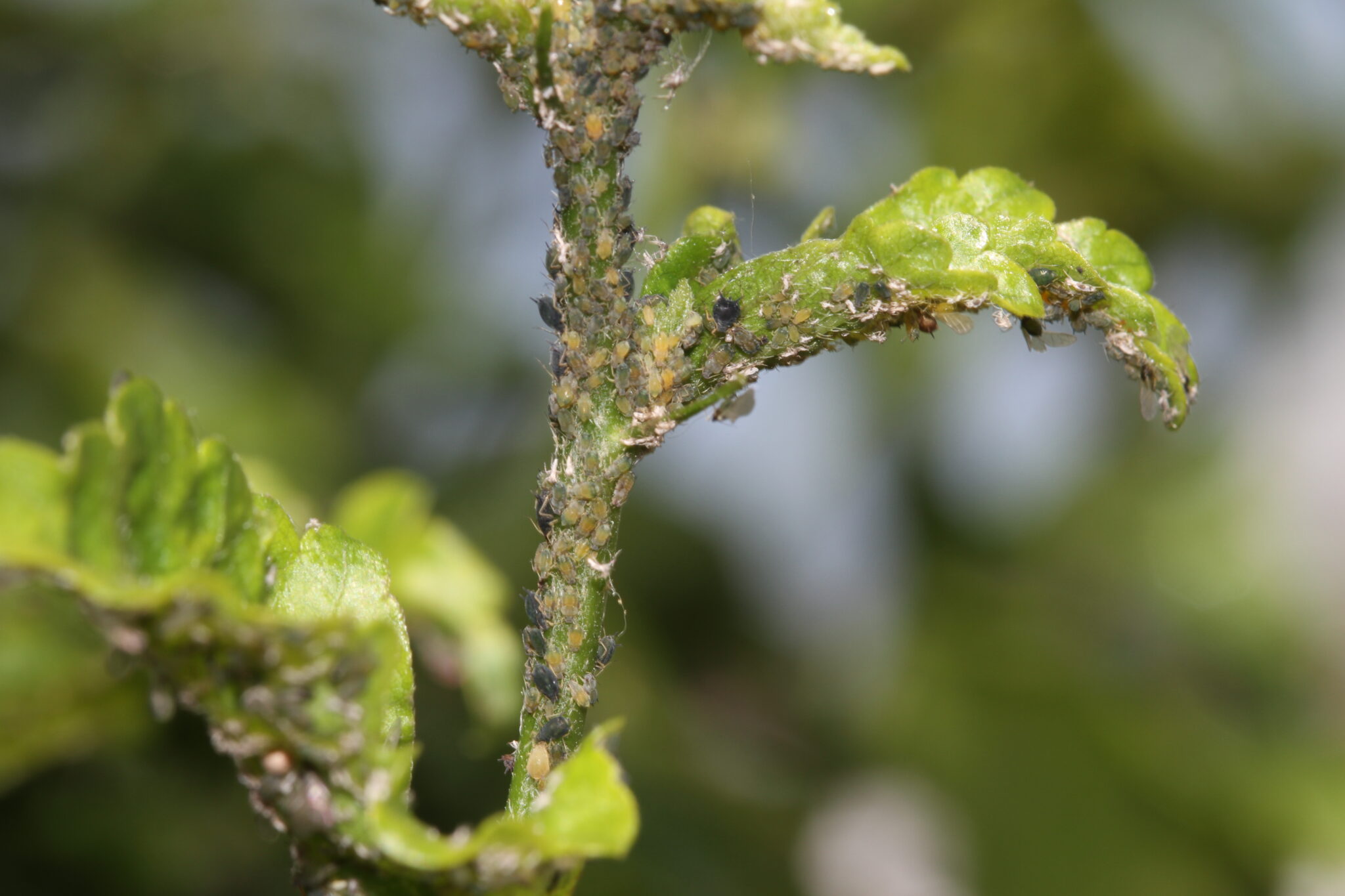 Prevent Summer Pests With A Dose of Patience - Purdue Landscape Report