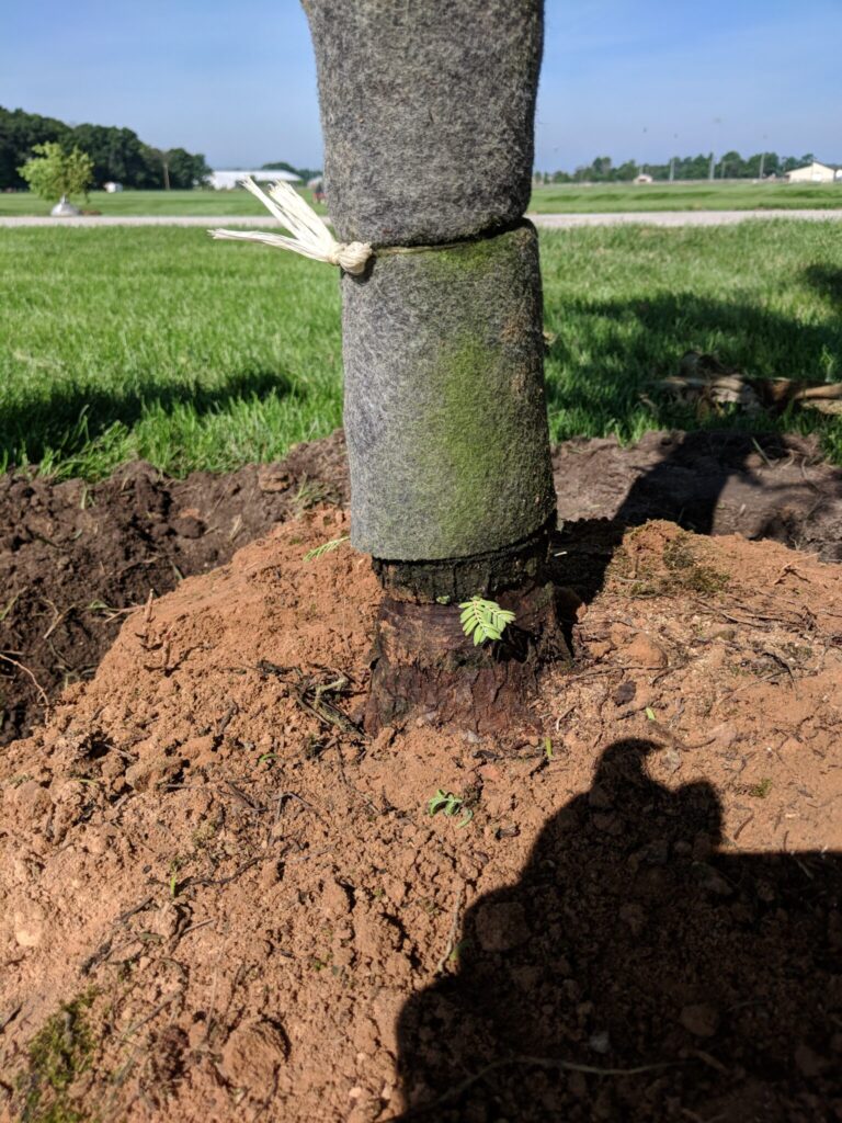 Wire Baskets: Leave them or remove them? - Purdue Landscape Report