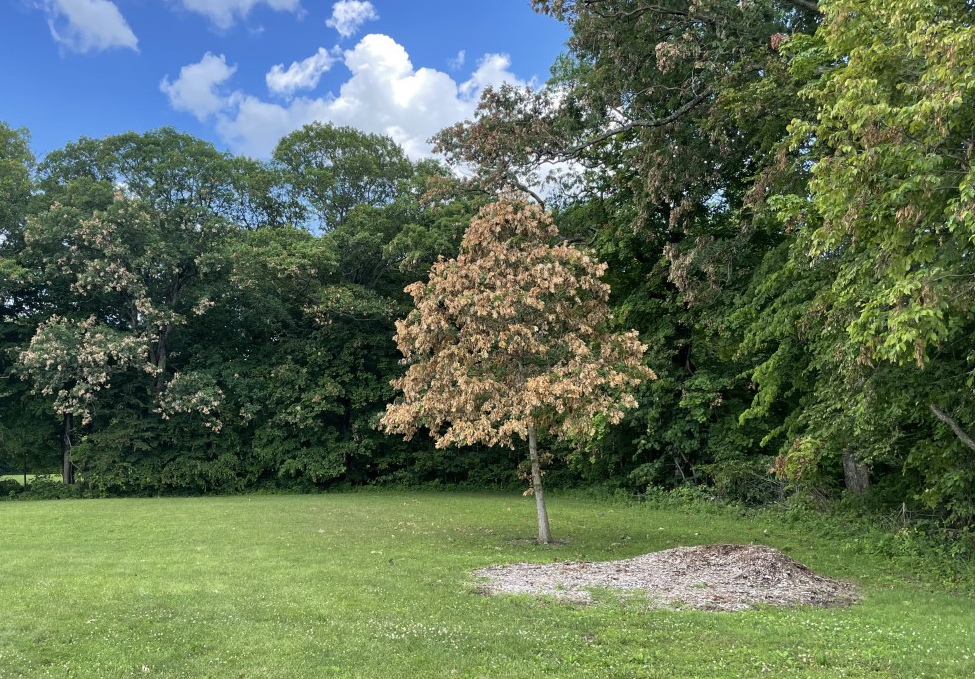 Unexpected Dead Leaves? They might be the last sign of the 17-year ...