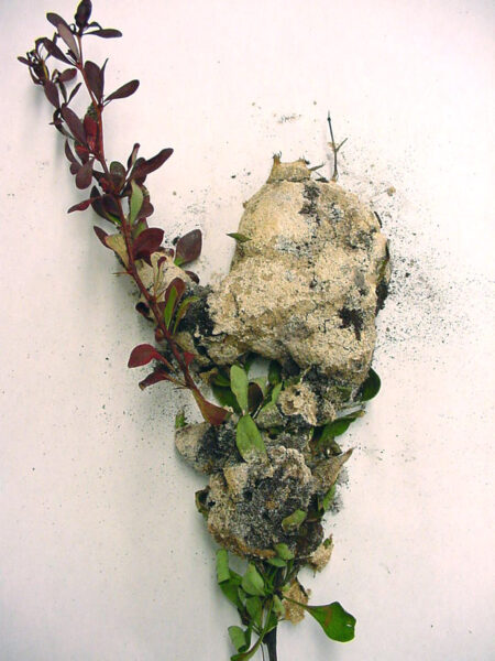 MULCH ADO ABOUT SLIME MOLDS