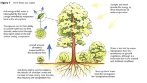 How do trees use water?