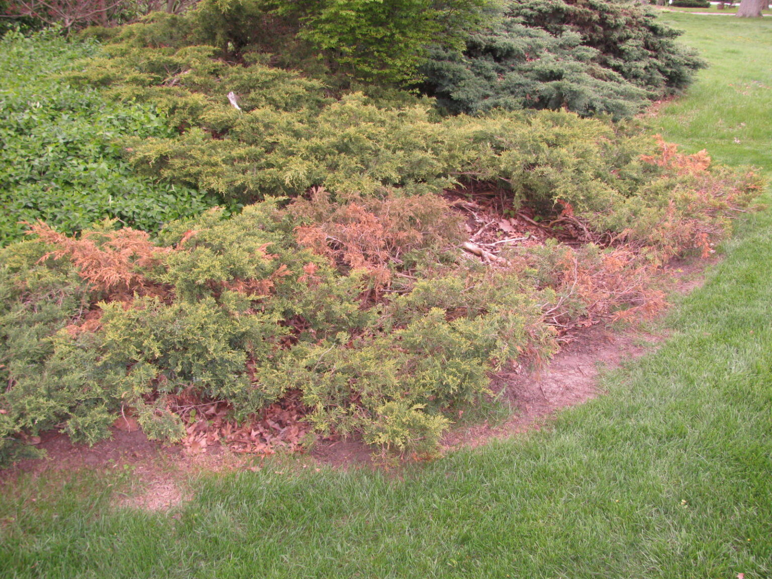 Tip blights of Juniper