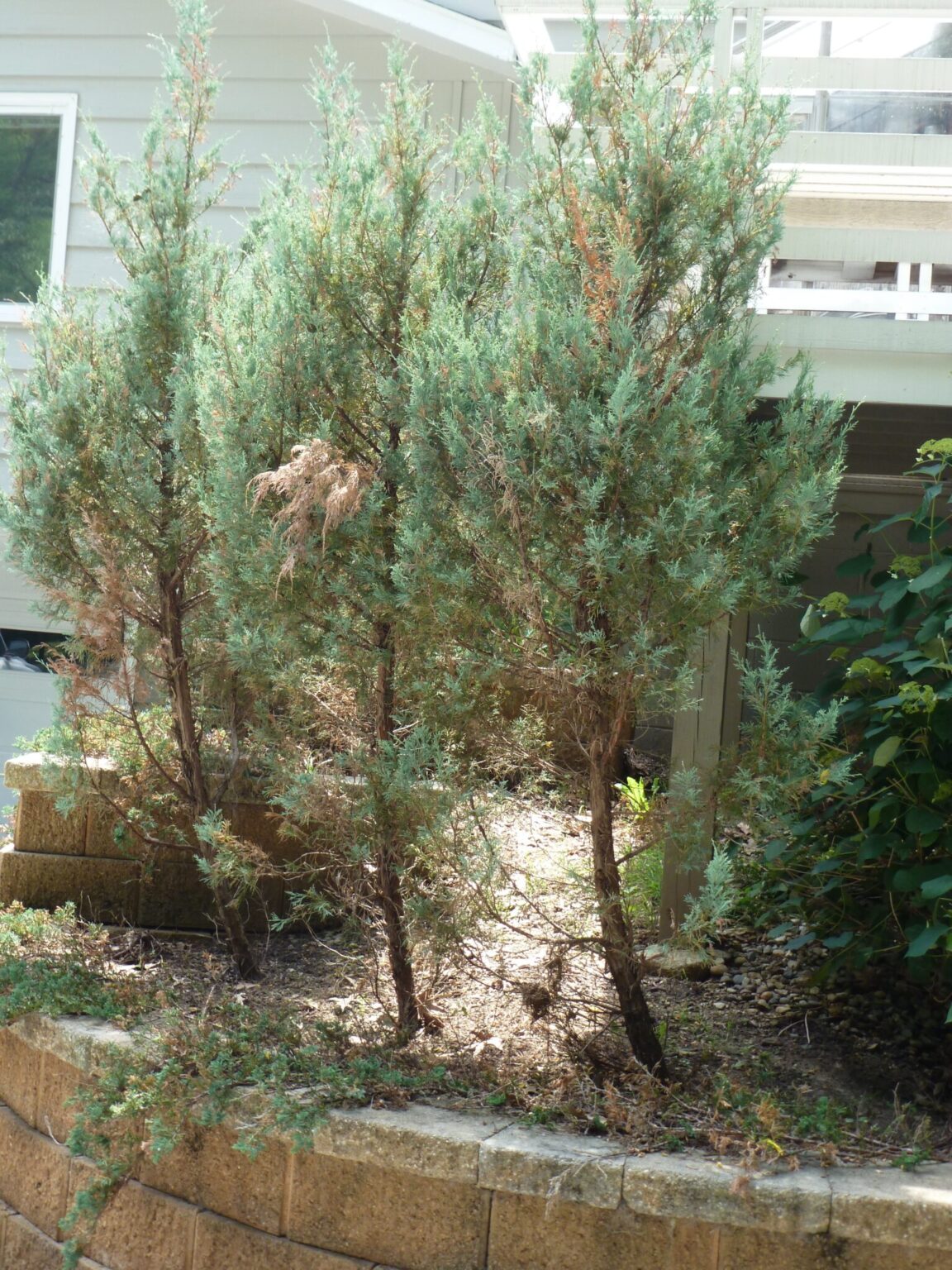 Tip blights of Juniper