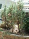 Tip blights of Juniper