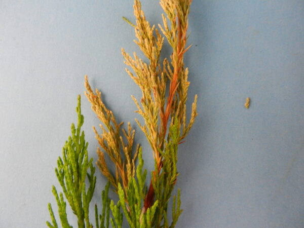 Tip blights of Juniper