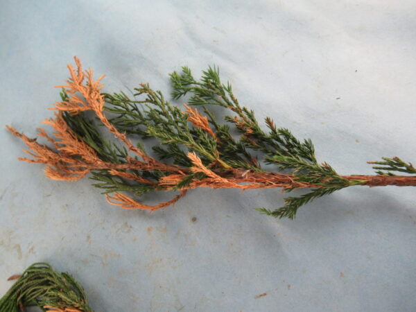 Tip blights of Juniper